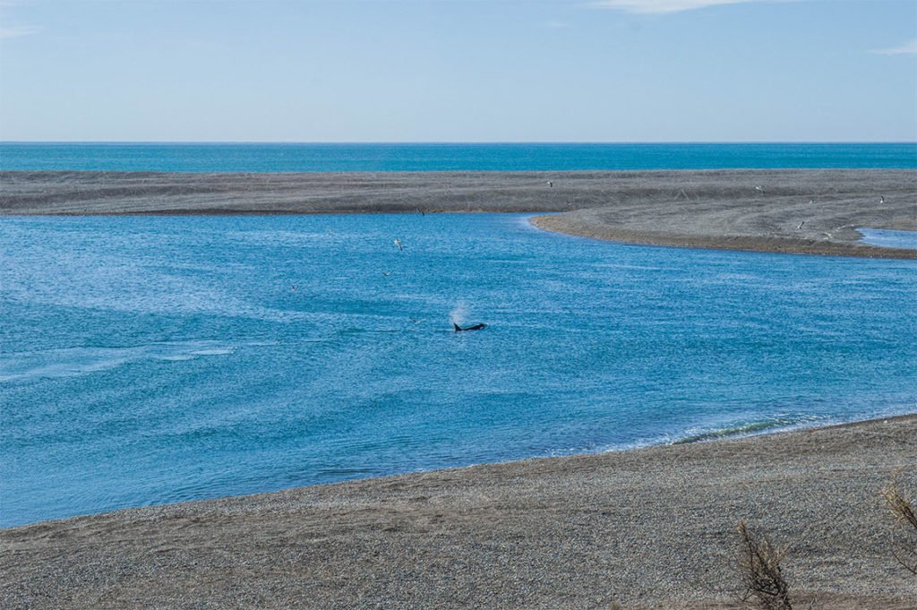 Puerto Madryn et la Péninsule Valdés - Le Petit Explorateur